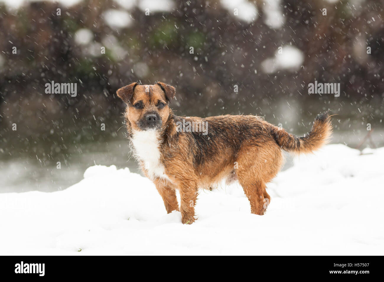 Dog in blizzard hi-res stock photography and images - Alamy