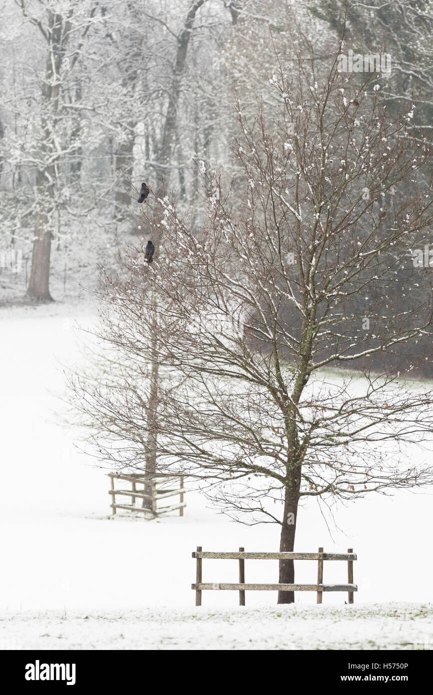 winter landscape crows in tree Stock Photo - Alamy