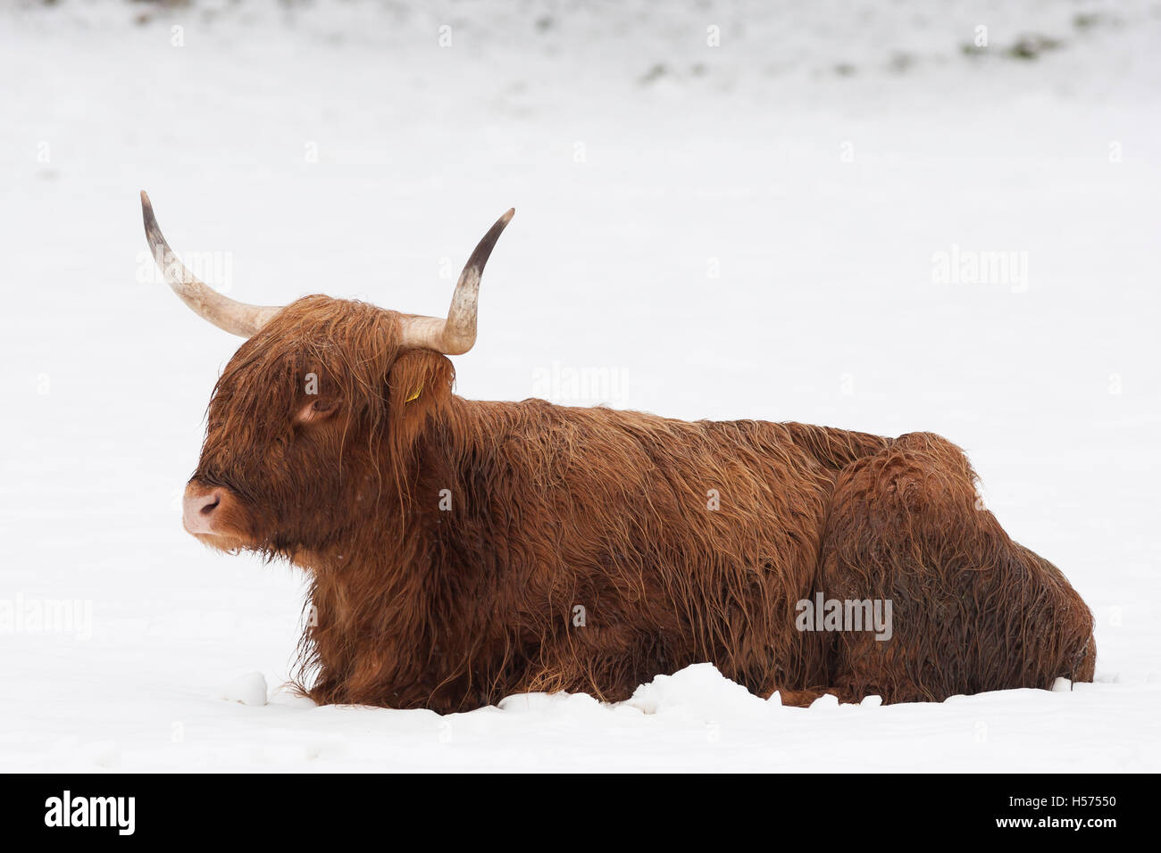 Highland Cow In Snow High Resolution Stock Photography and Images - Alamy