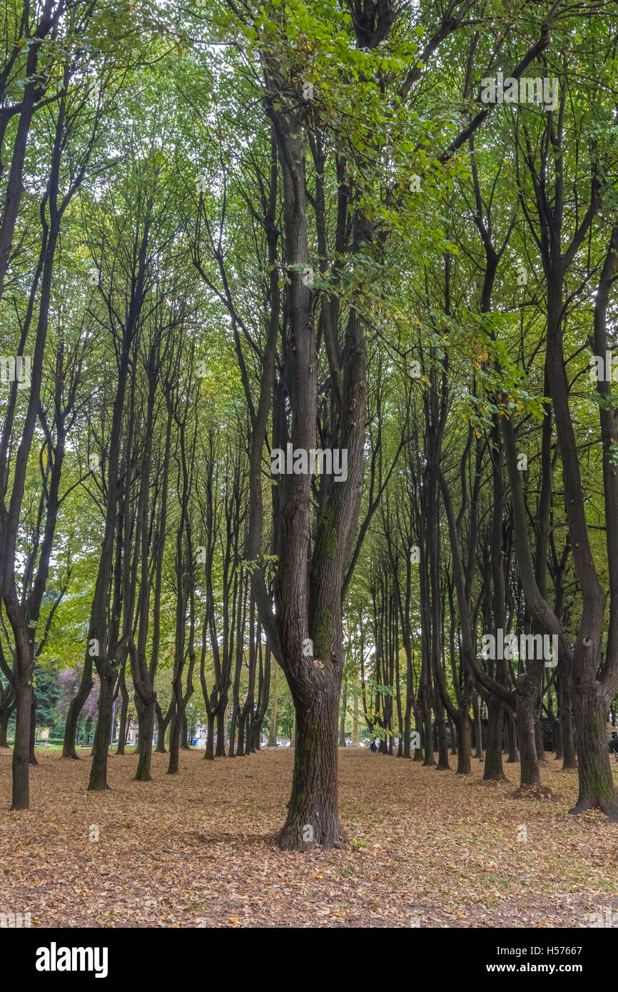 Monza Park (Parco di Monza) a large walled park in Monza, Lombardy ...