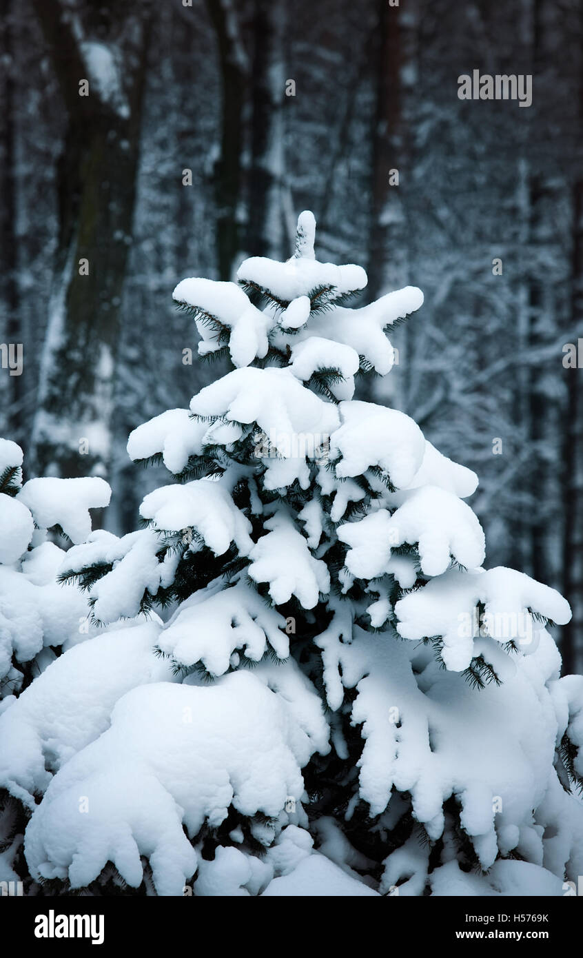 Fir tree under snow in hi-res stock photography and images - Alamy