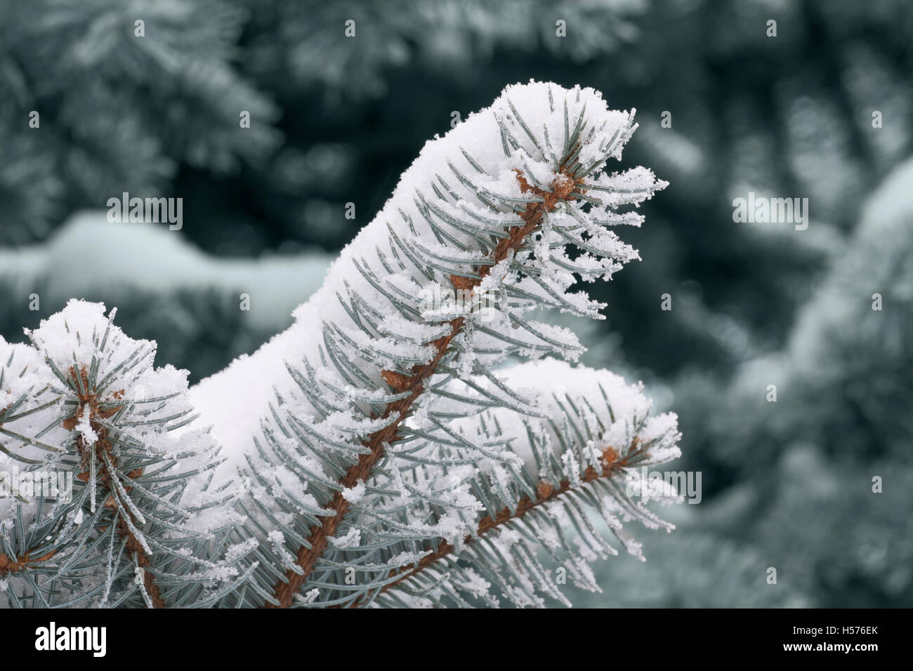 Pine tree covered in snow Stock Photo - Alamy