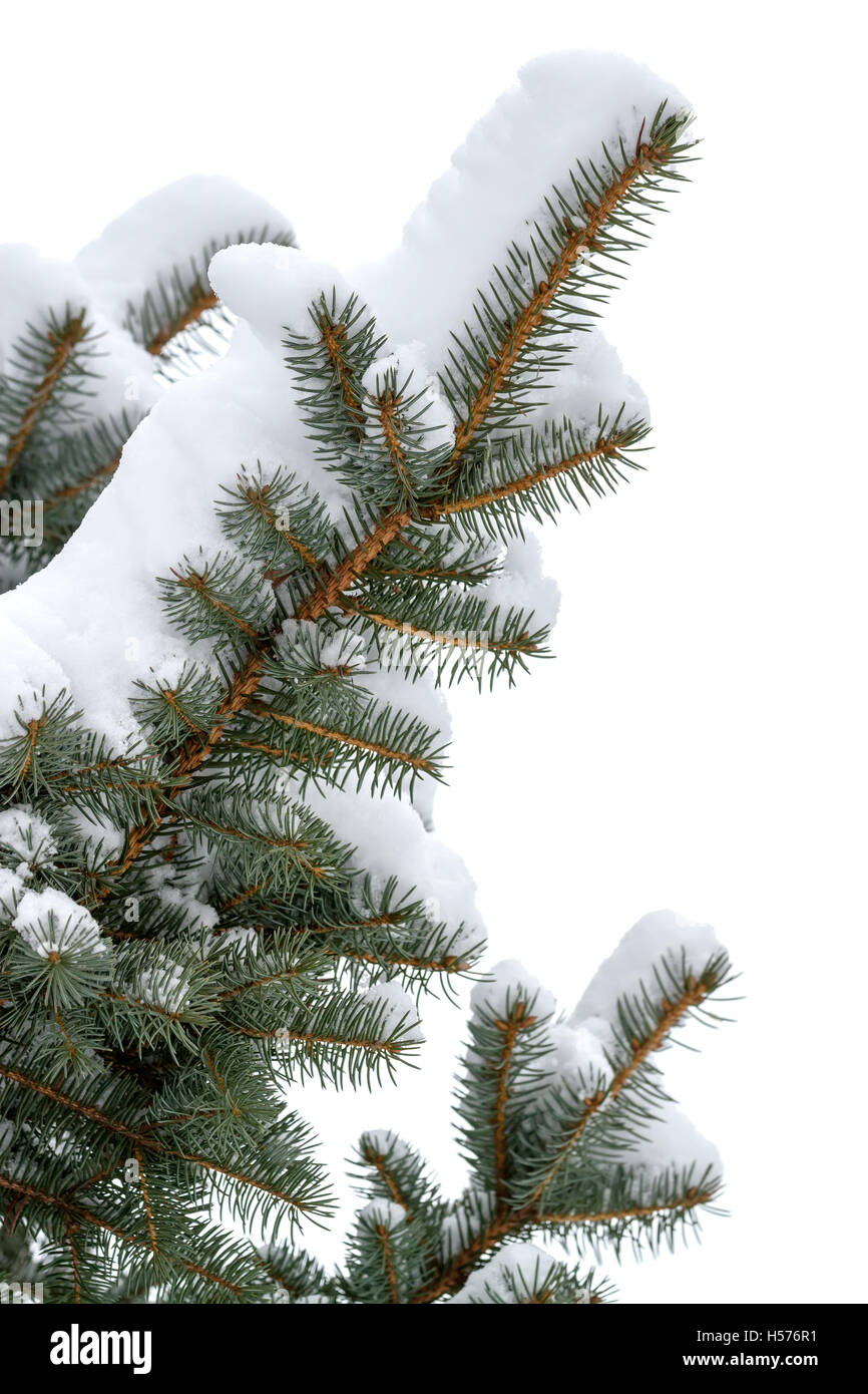 Branches of a winter spruce tree Stock Photo - Alamy