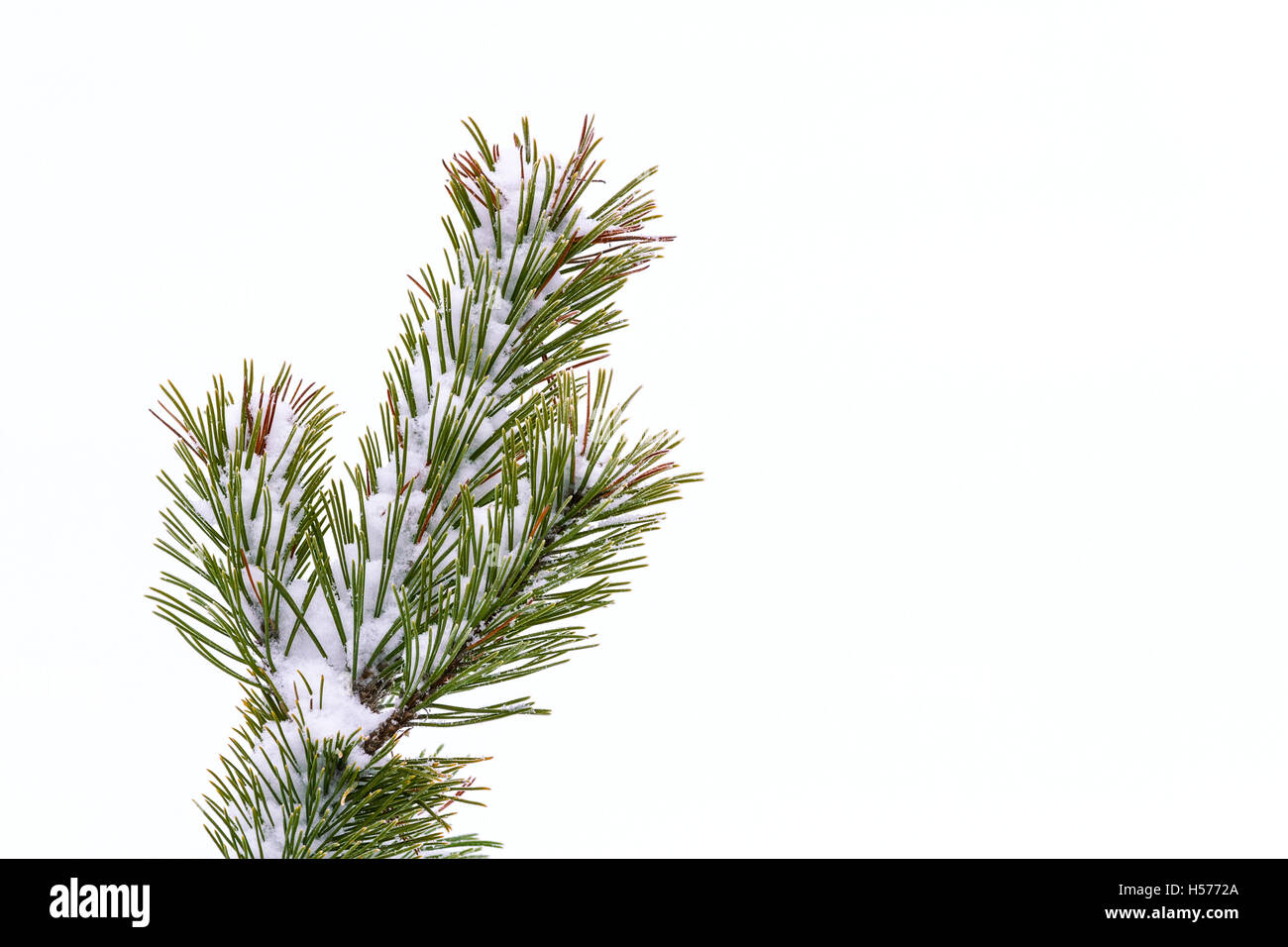 Closeup christmas tree spruce branches Cut Out Stock Images & Pictures ...