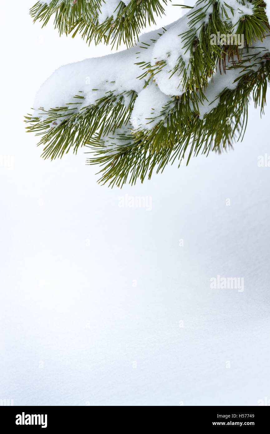 Branches of a winter spruce tree Stock Photo - Alamy