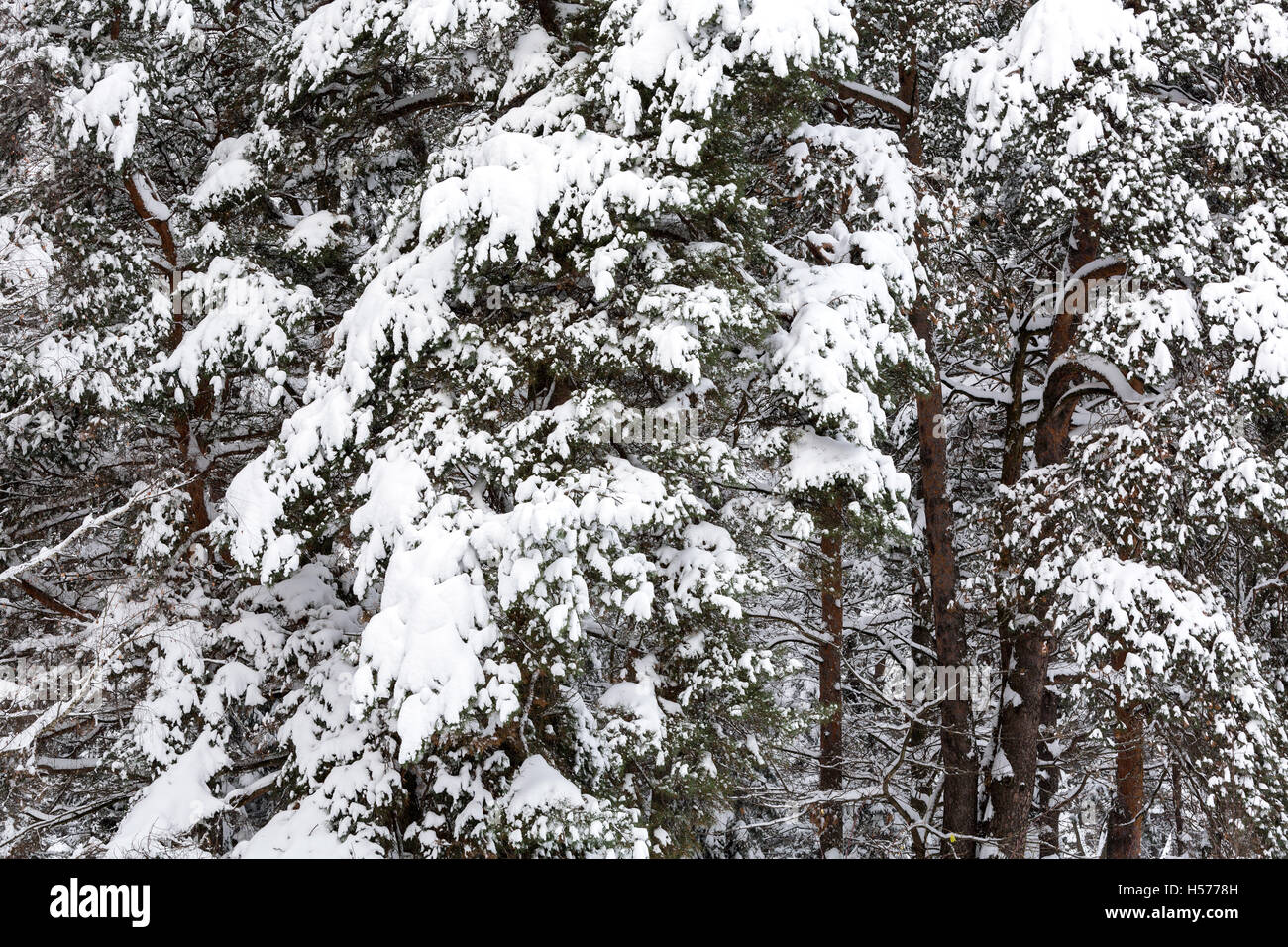 Winter landscape. Pine tree under snow Stock Photo - Alamy