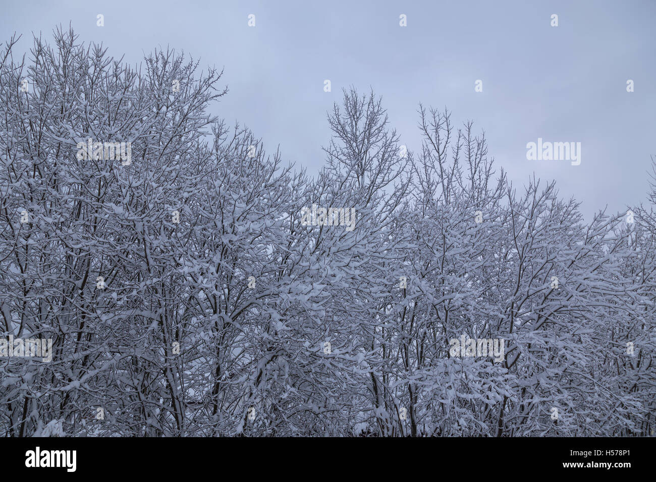 first snow Russian cold winter Stock Photo - Alamy