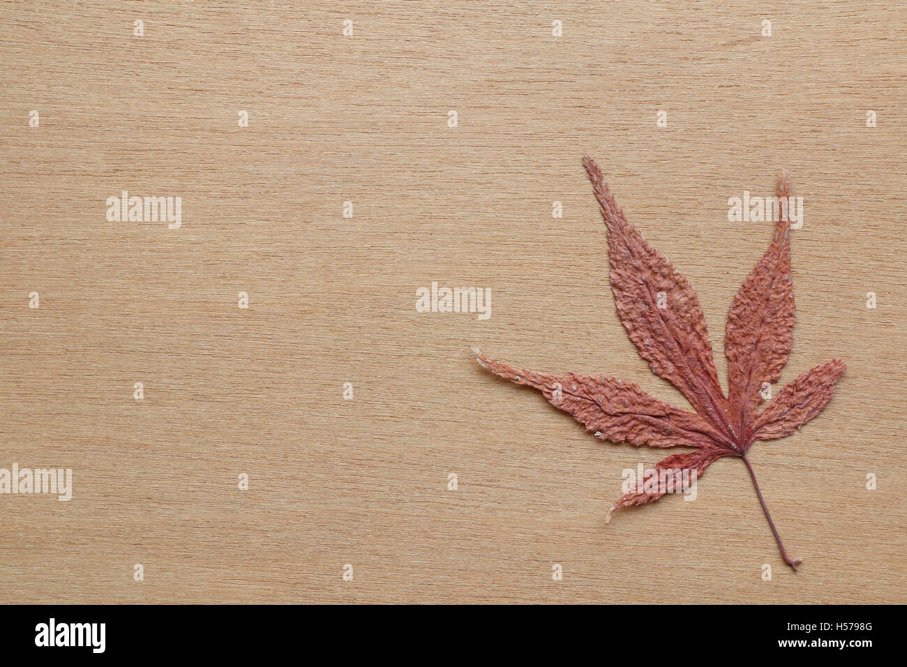 Japanese maple leaf and wood background Stock Photo - Alamy