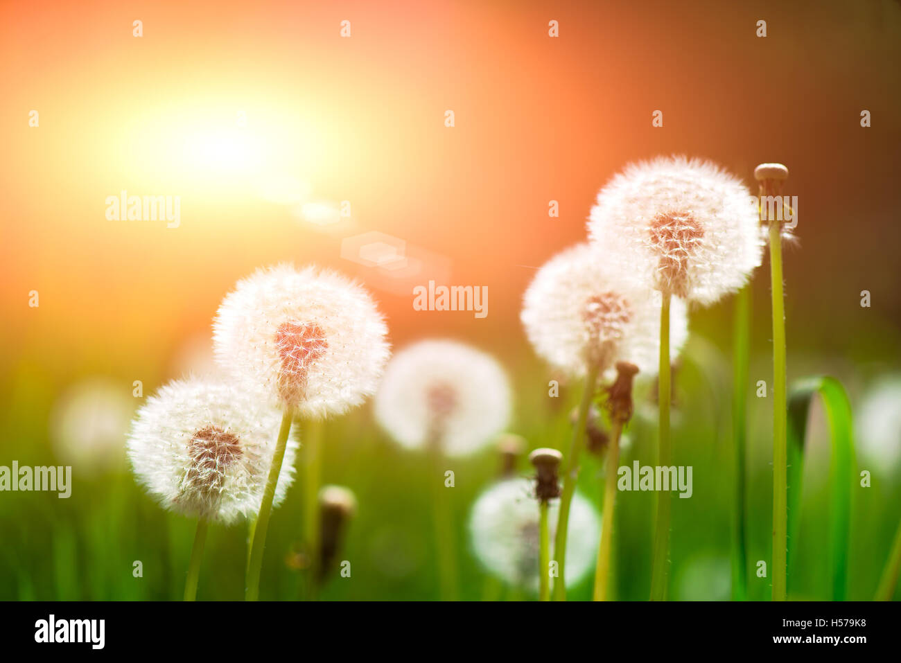 Spring background with white dandelions Stock Photo - Alamy