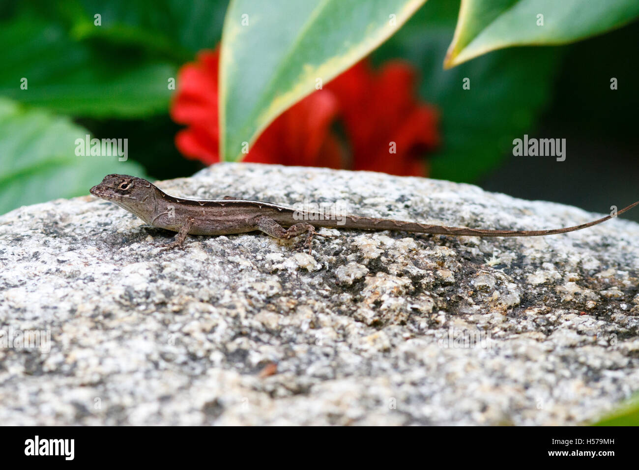 Brown anole (Anolis sagrei) Singapore Stock Photo - Alamy