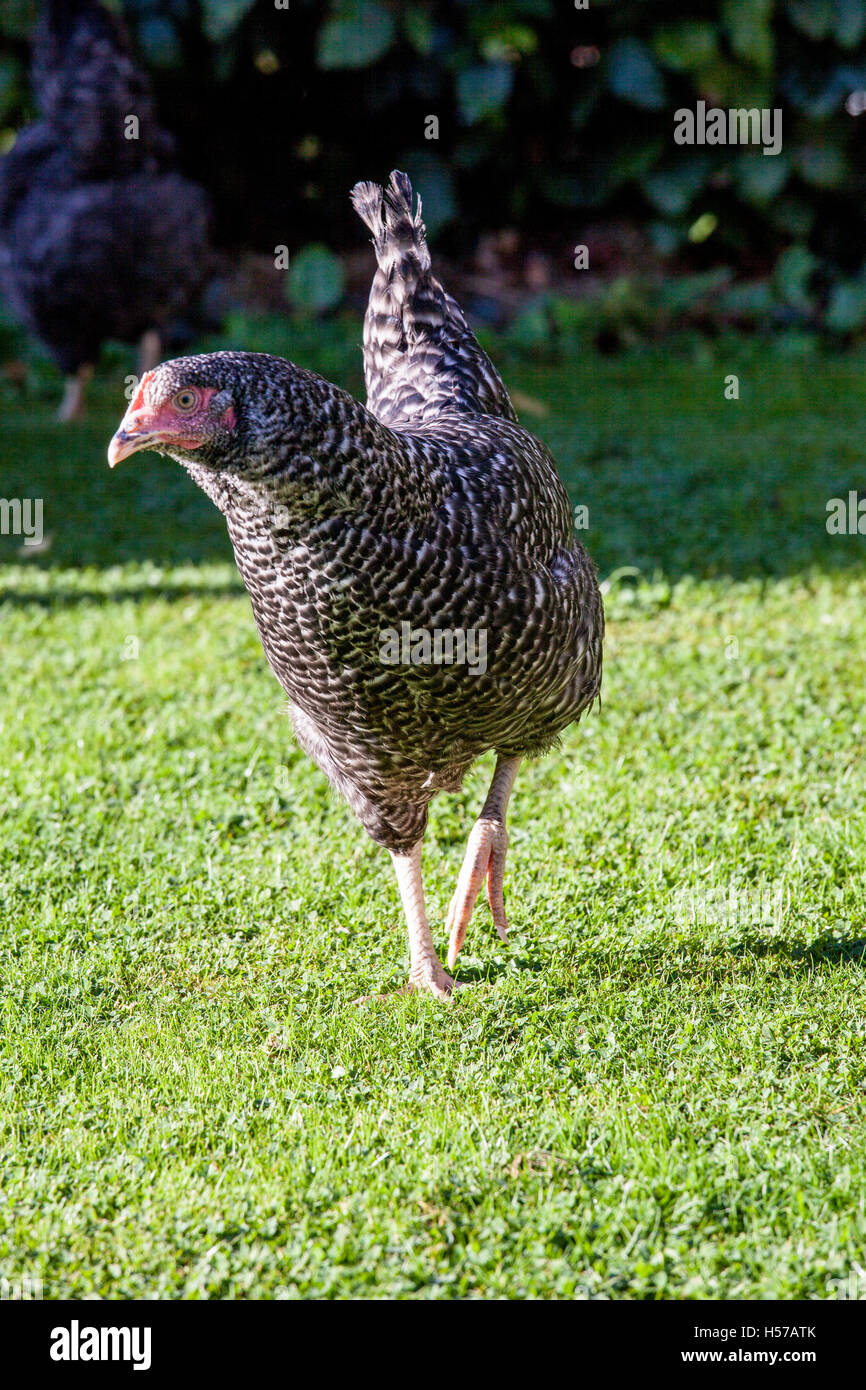 CUCKOO MARANS chicken Stock Photo - Alamy