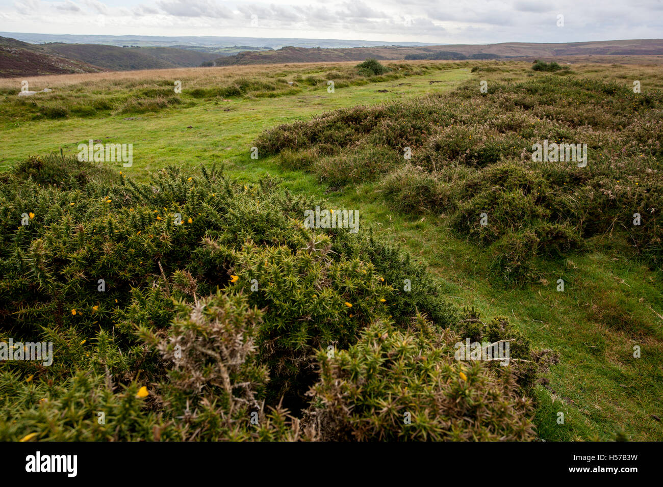 Gorse trees hi-res stock photography and images - Alamy