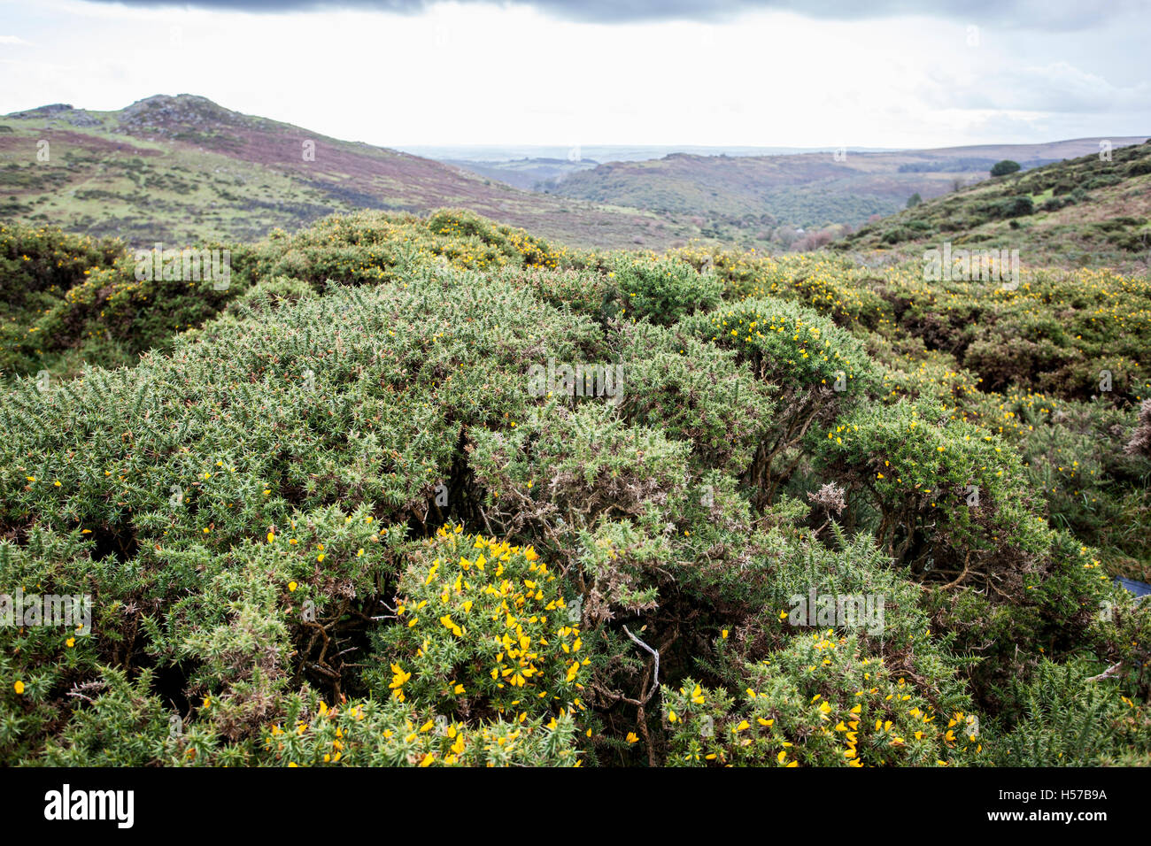 Gorse trees hi-res stock photography and images - Alamy