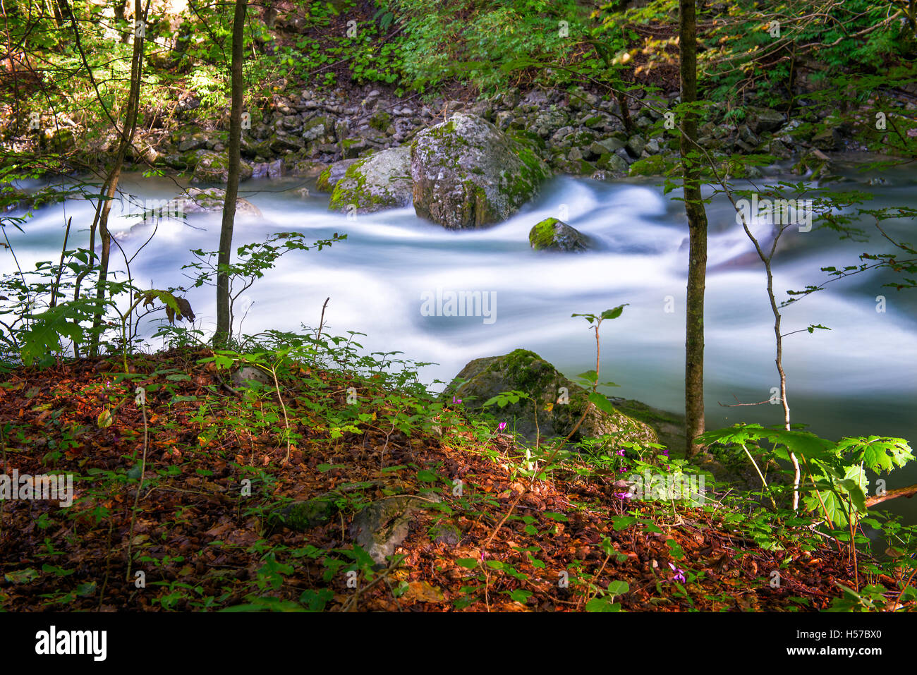 Stream in the forest Stock Photo - Alamy