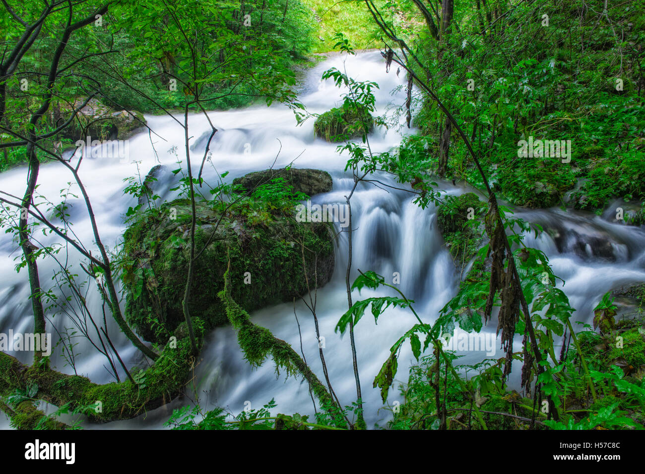 Stream in the forest Stock Photo - Alamy