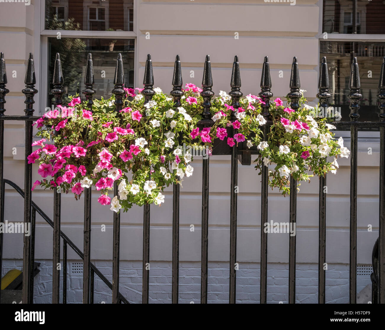 Petunia display hi-res stock photography and images - Alamy