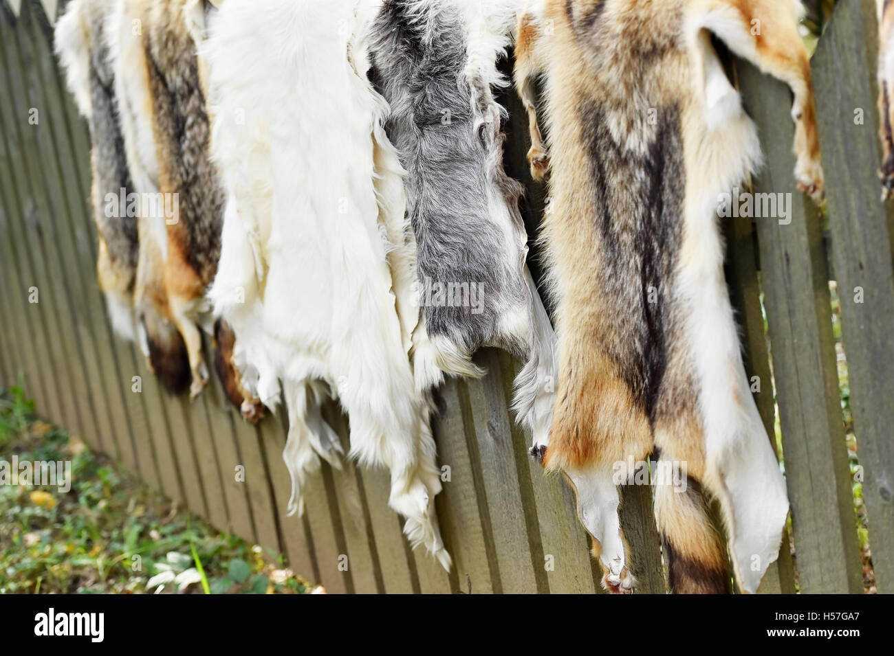 Fox and goat hi-res stock photography and images - Alamy