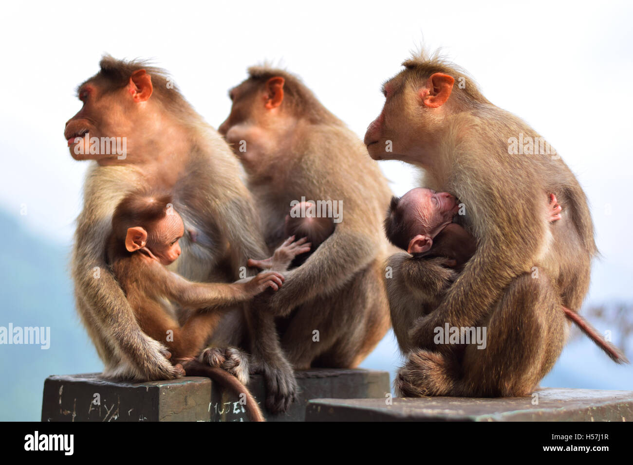 Three monkeys hi-res stock photography and images - Alamy