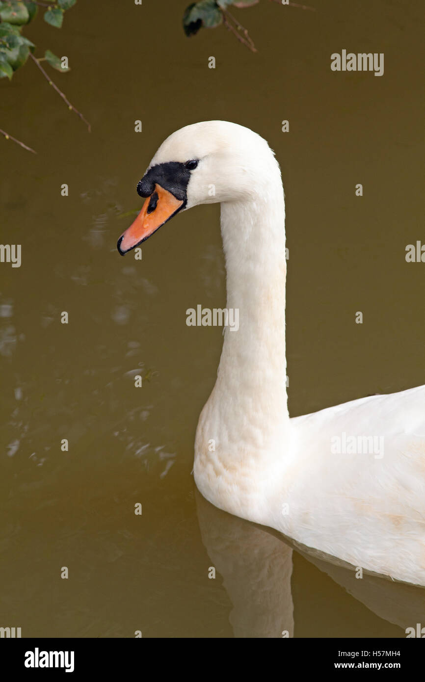 Normal for norfolk hi-res stock photography and images - Alamy