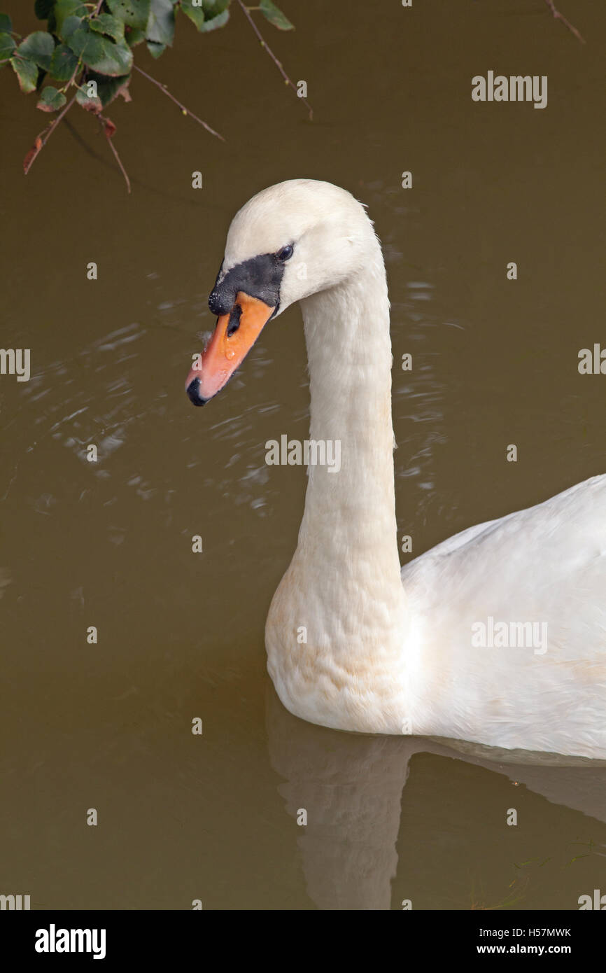 White colour phase hi-res stock photography and images - Alamy