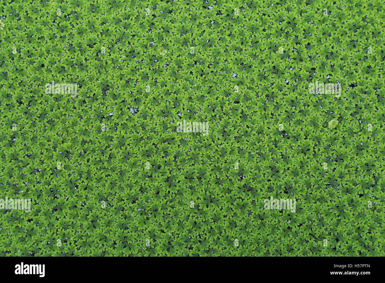 Azolla: a sustainable feed for livestock Stock Photo - Alamy
