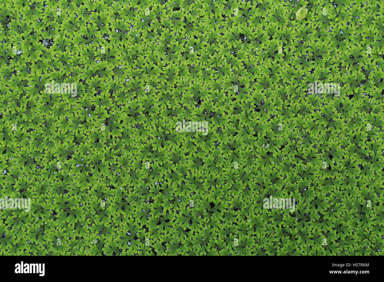Azolla: a sustainable feed for livestock Stock Photo - Alamy