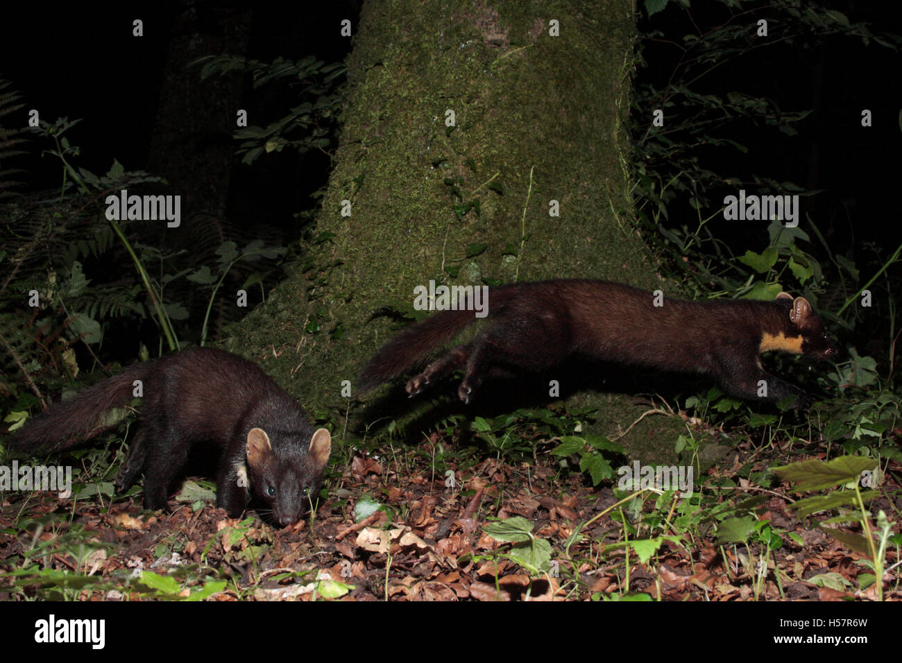 Pine marten running uk hi-res stock photography and images - Alamy