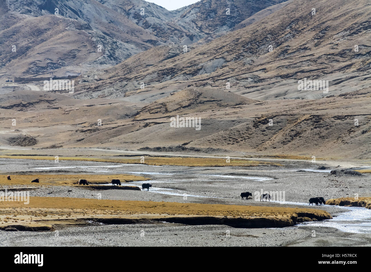 Grazing yaks in Tibetan Landscape Stock Photo - Alamy