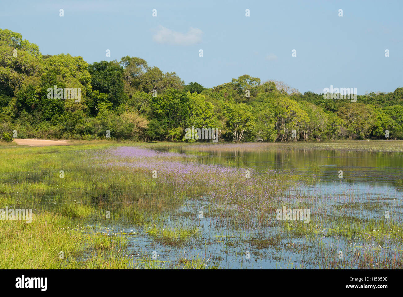 Wilpattu national park hi-res stock photography and images - Alamy