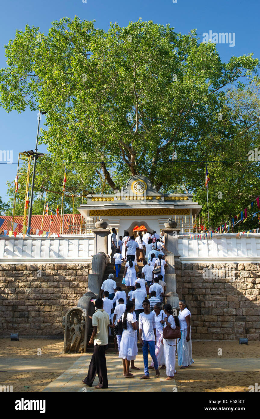 Jaya sri maha bodhi hi-res stock photography and images - Alamy