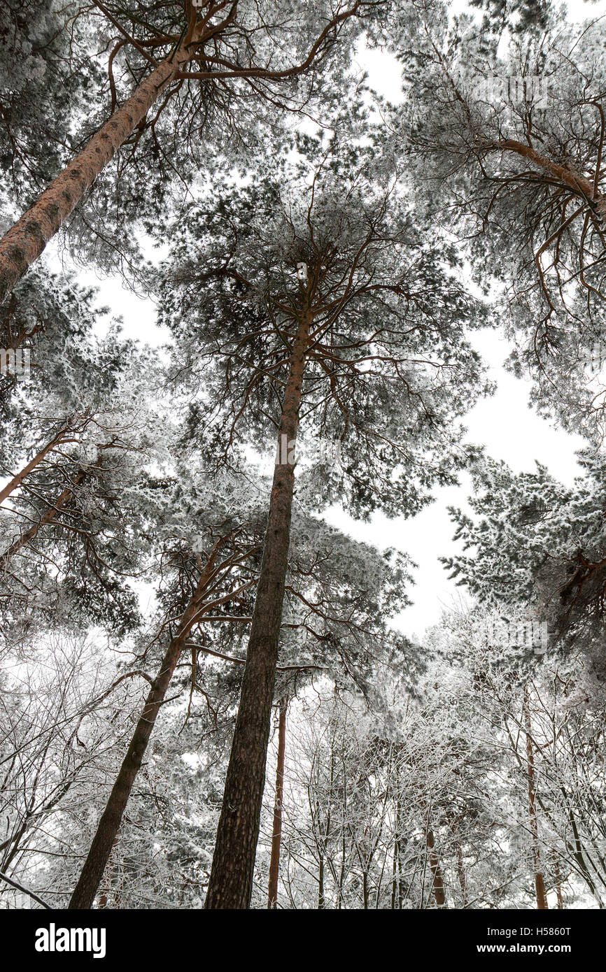 Pine trees from bottom hi-res stock photography and images - Alamy