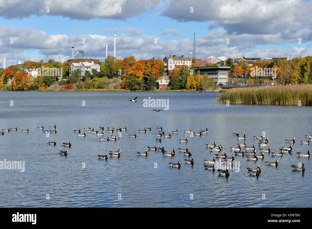 Flock of Barnacle geese (Branta leucopsis) on Toolonlahti bay. Helsinki ...