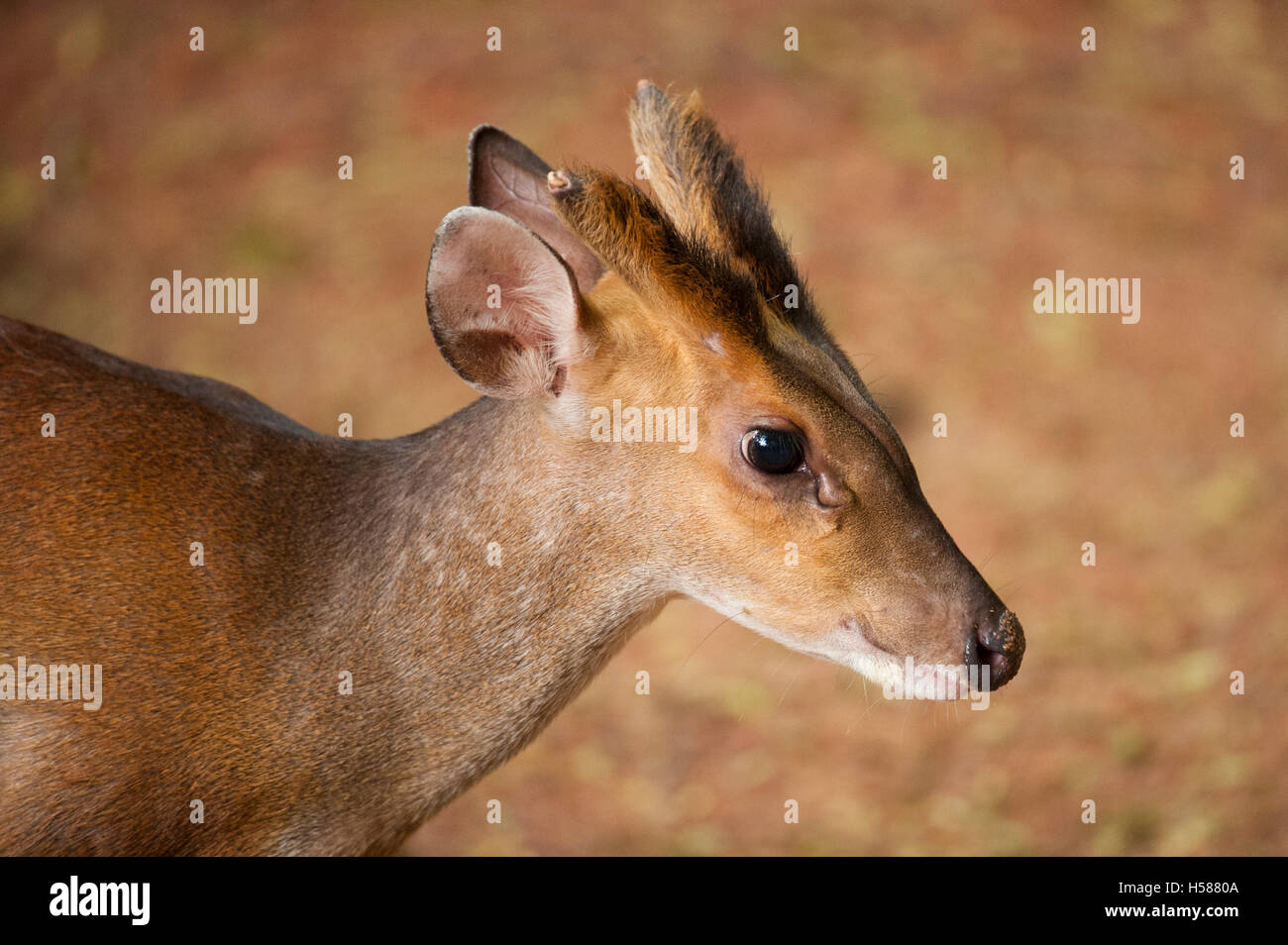 Indian muntjac hi-res stock photography and images - Alamy