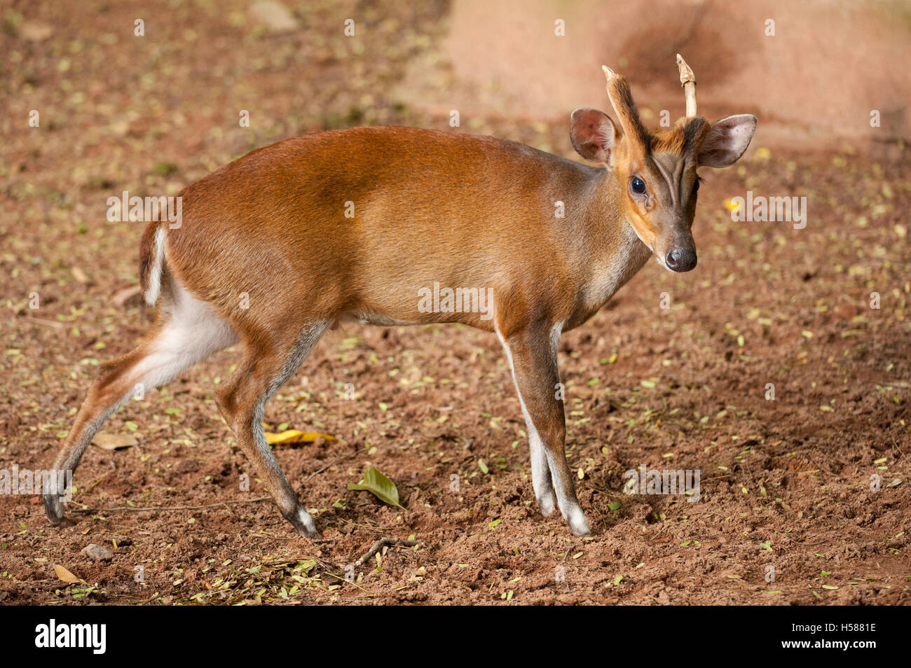 Indian muntjac (Muntiacus muntjak), Sri Lanka Stock Photo - Alamy