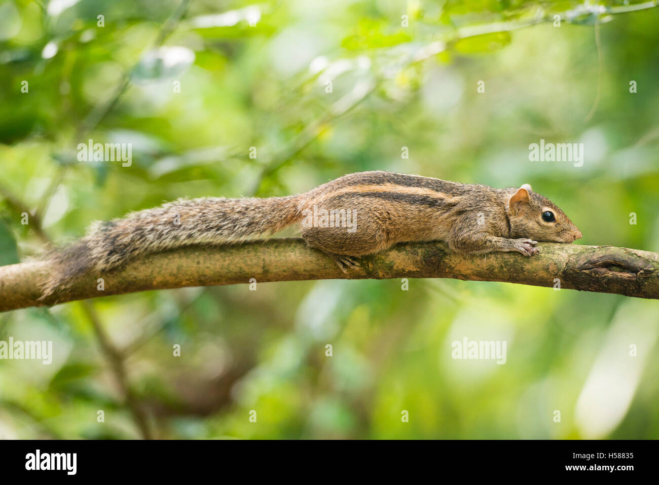 Jungle Palm Squirrel