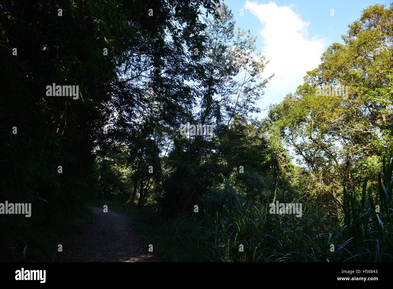 The trees are ever so green Stock Photo - Alamy