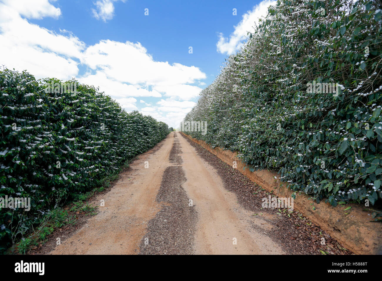 Coffee Plantation Brazil Stock Photos & Coffee Plantation Brazil Stock ...
