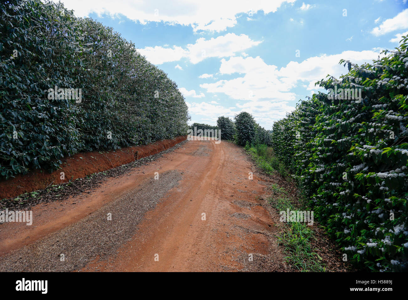 Coffee Plantation Brazil Stock Photos & Coffee Plantation Brazil Stock ...