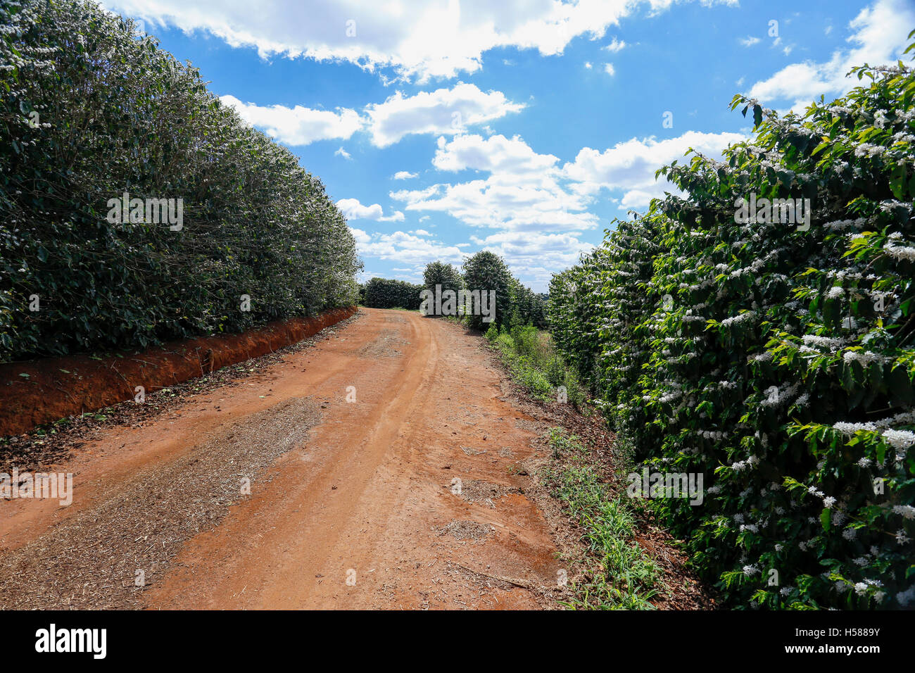 Farm flowered coffee plantation in Brazil Stock Photo - Alamy