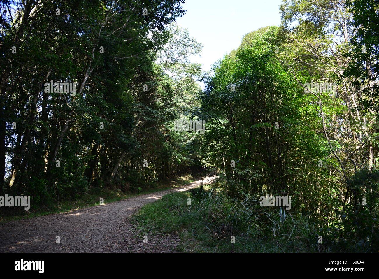 The trees are ever so green Stock Photo - Alamy