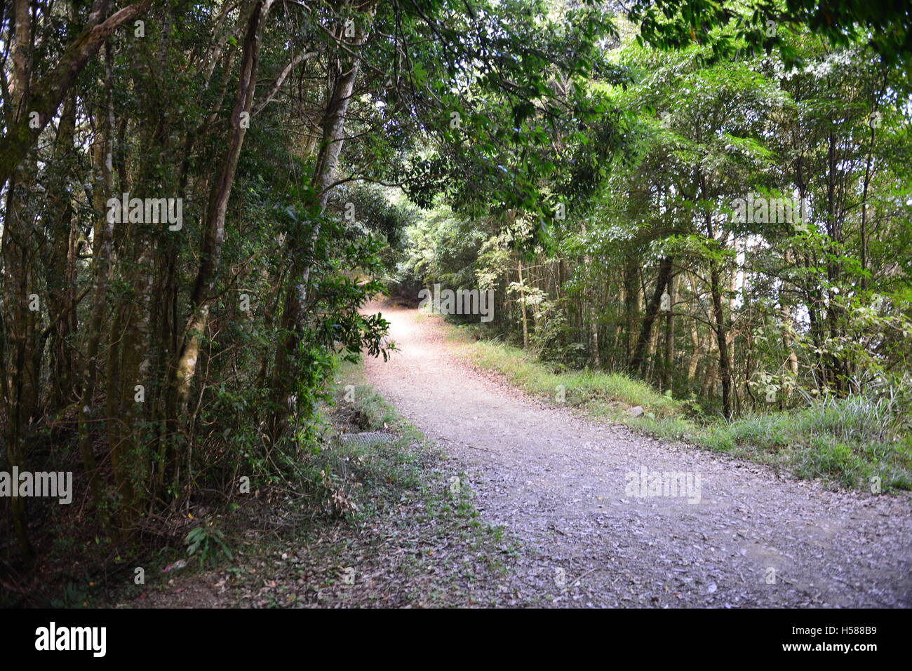 The trees are ever so green Stock Photo - Alamy