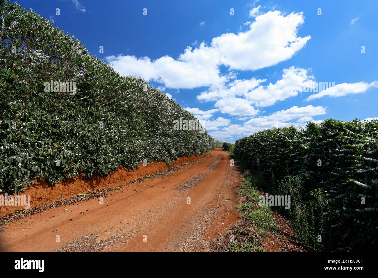 Farm flowered coffee plantation in Brazil Stock Photo - Alamy