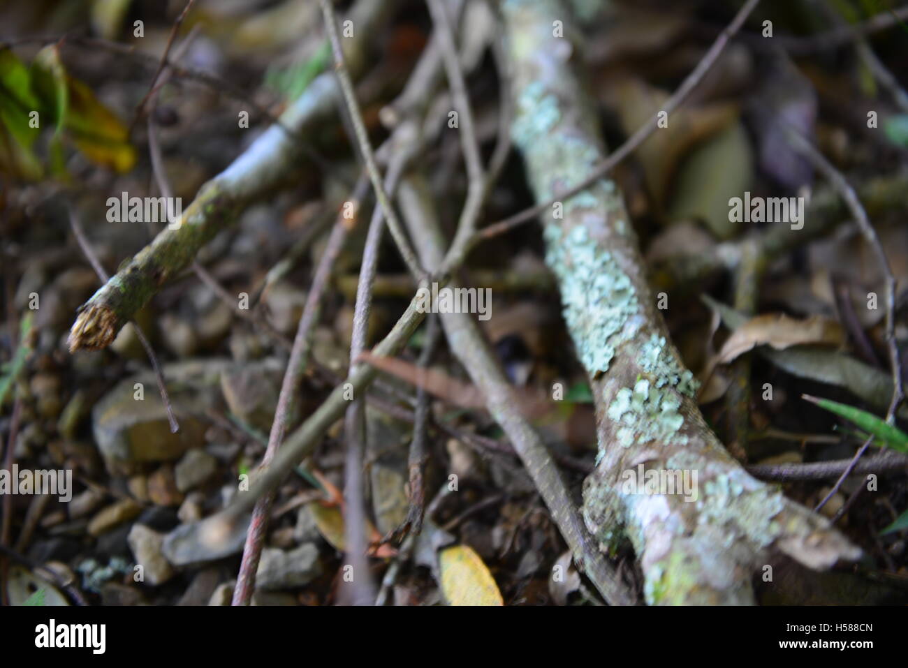 the trees with their green livery of spring Stock Photo - Alamy