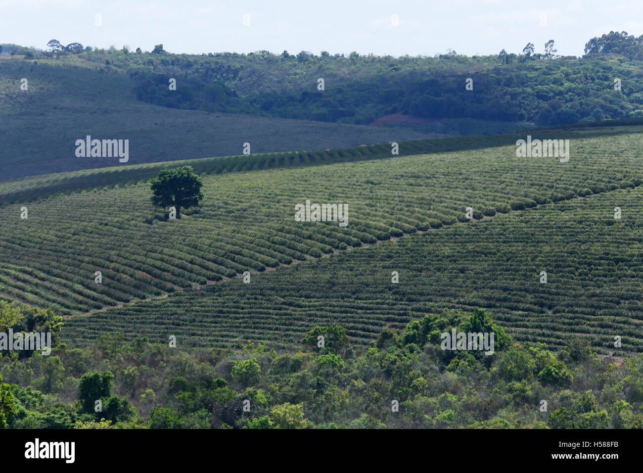 Farm flowered coffee plantation in Brazil Stock Photo - Alamy