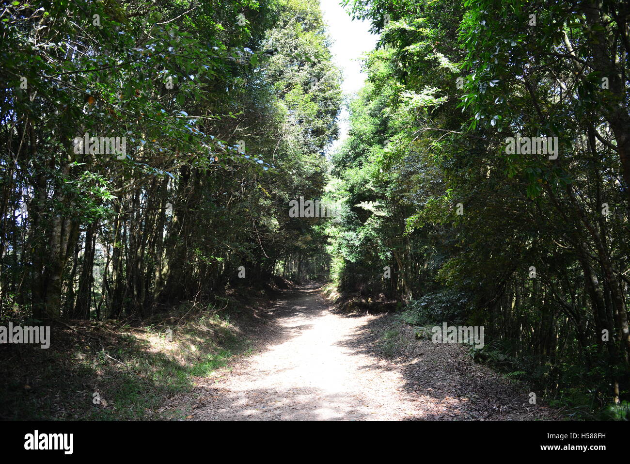 The trees are ever so green Stock Photo - Alamy