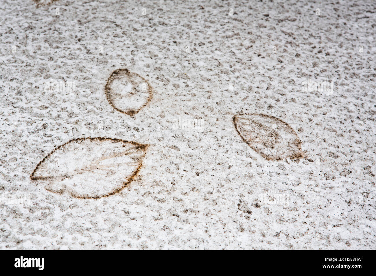 Soft imprint of leaves on a shiny car bonnet left after they have been ...