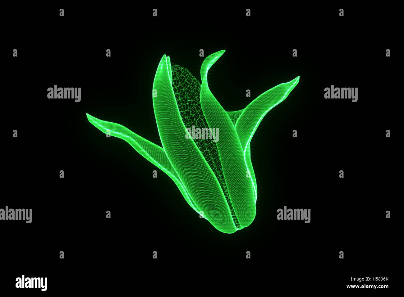 Corn in Hologram Wireframe Style. Nice 3D Rendering Stock Photo - Alamy