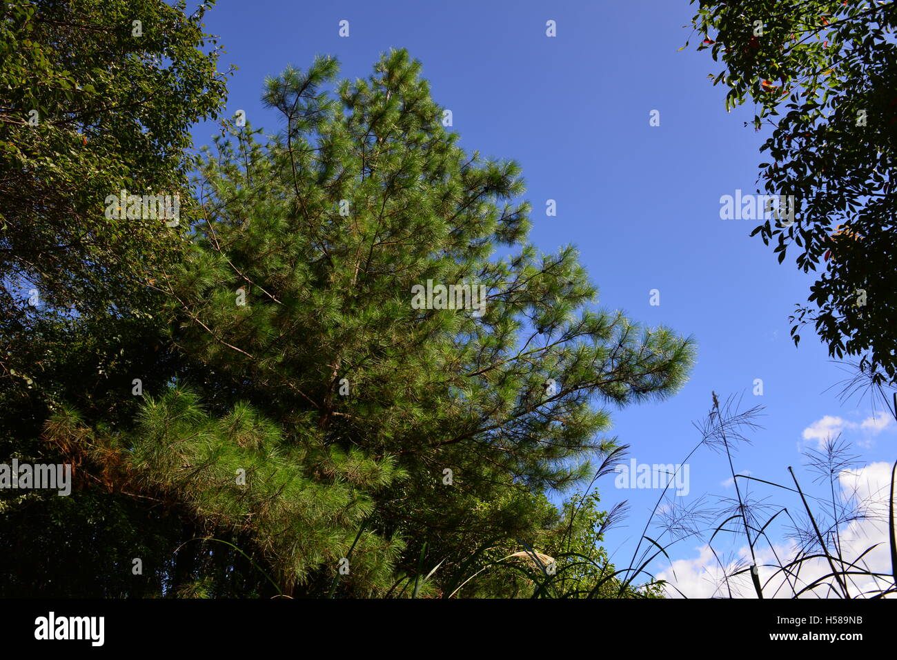 Bright and easy hi-res stock photography and images - Alamy