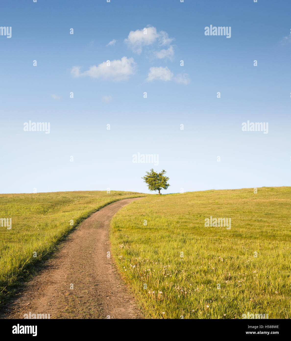 Road up a hill with a lone tree at the horizon. Skane / Scania, Sweden ...