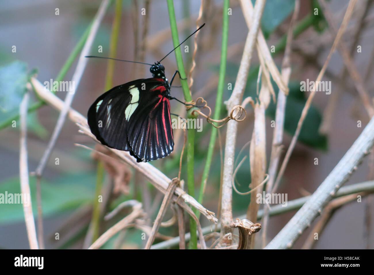 Butterfly with closed wings Stock Photo - Alamy
